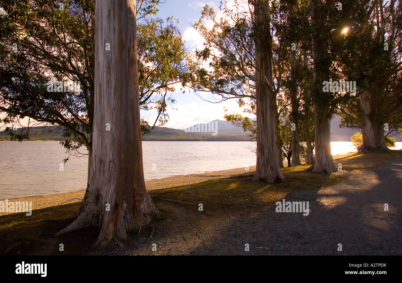 new zealand eucalyptus trees on the shore of lake te anau Stock Photo ...
