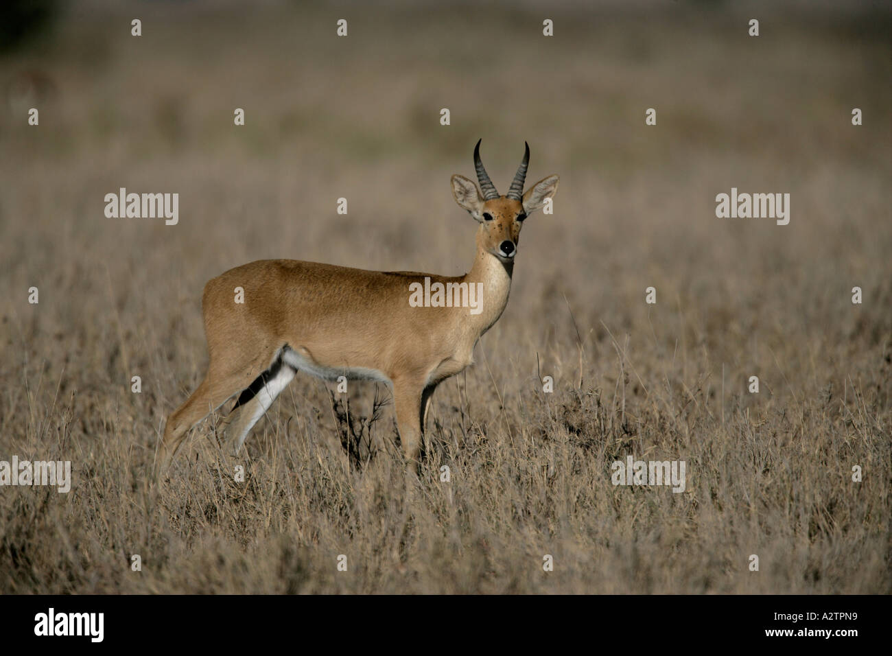 Tanzania bohor reedbuck antelope hi-res stock photography and images ...