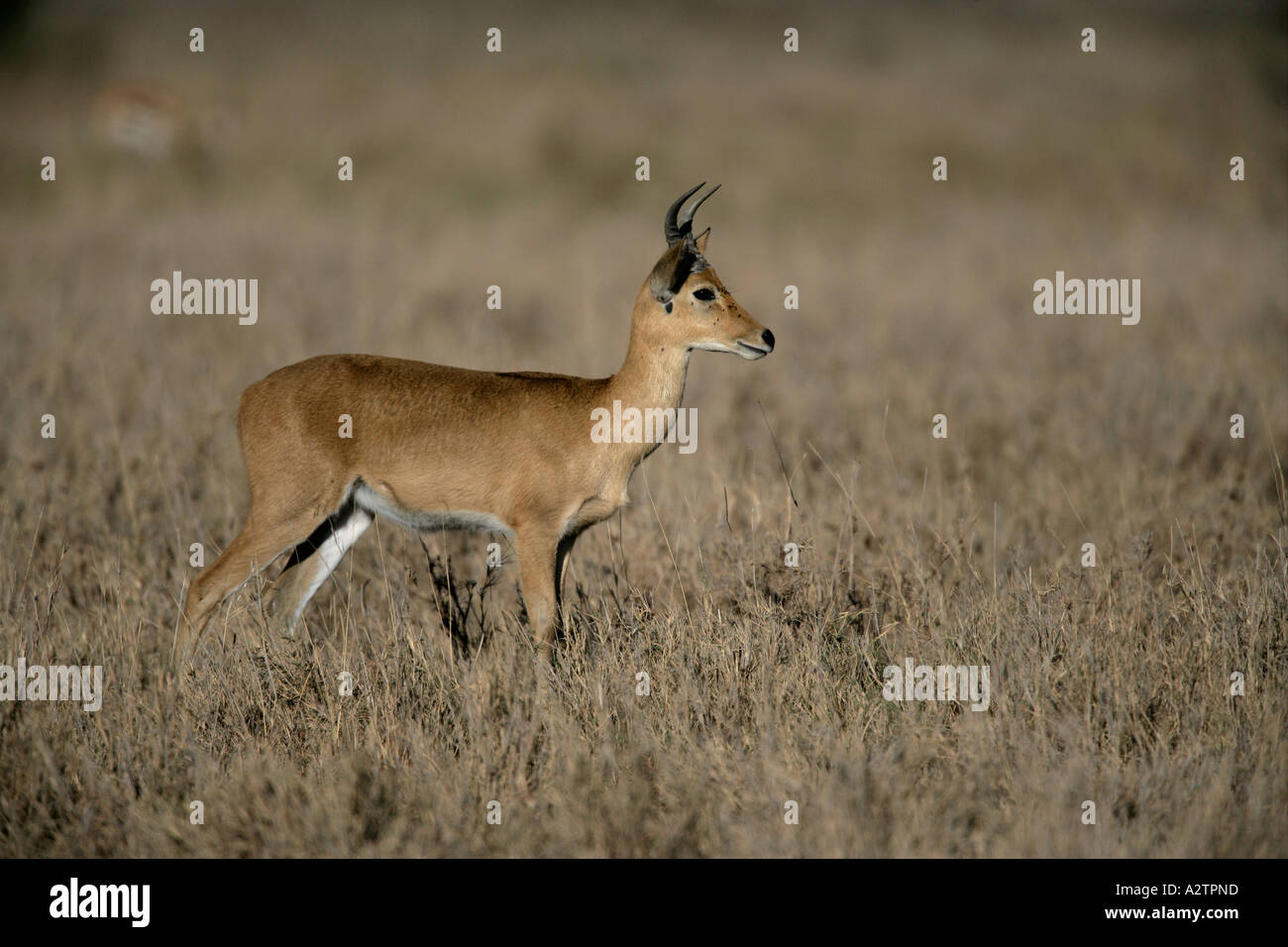 Tanzania bohor reedbuck antelope hi-res stock photography and images ...