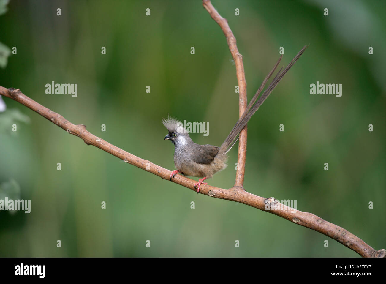 SPECKLED MOUSEBIRD Colius striatus Tanzania Stock Photo - Alamy
