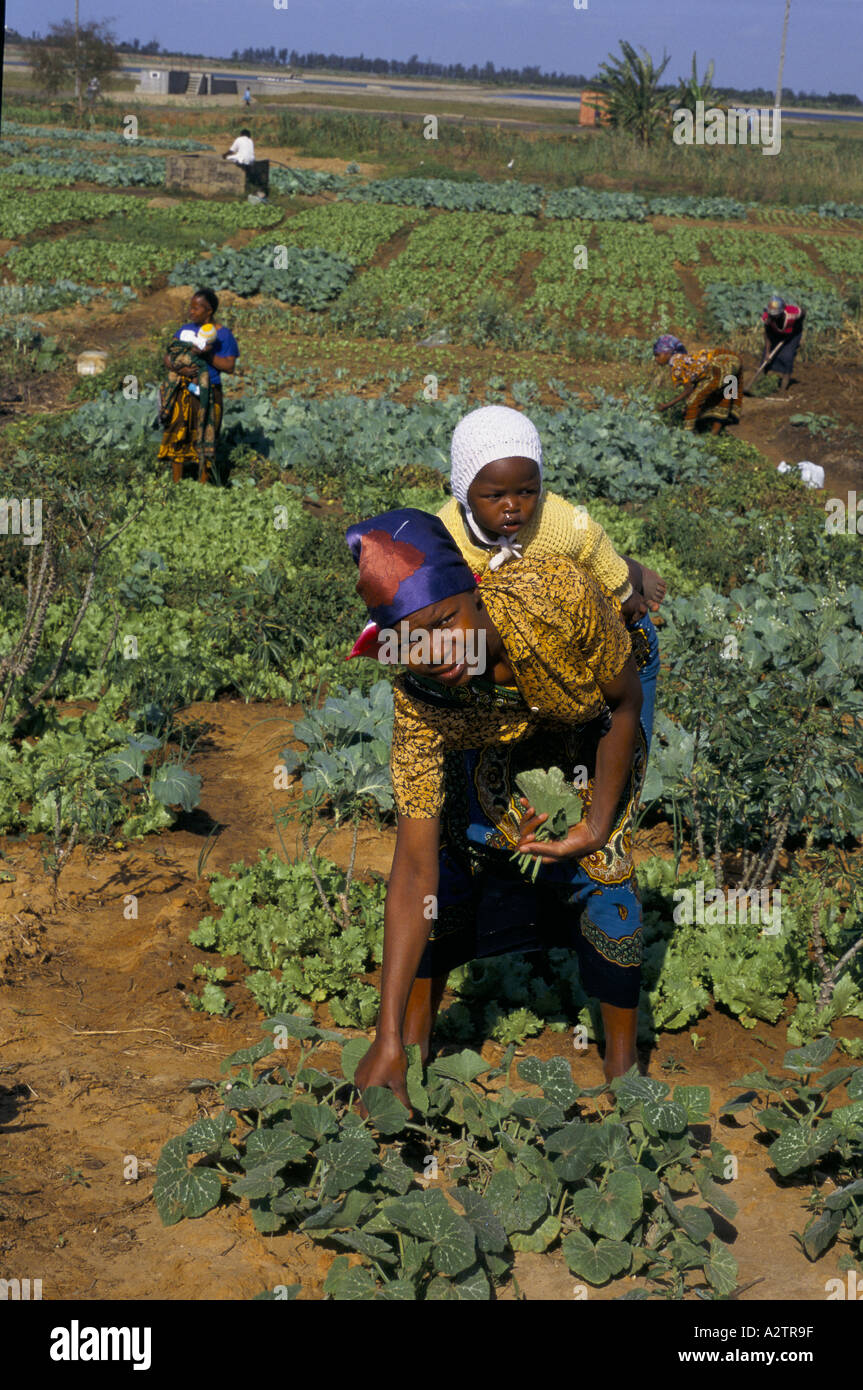 Maputo Mozambique vegetable gardens Stock Photo - Alamy