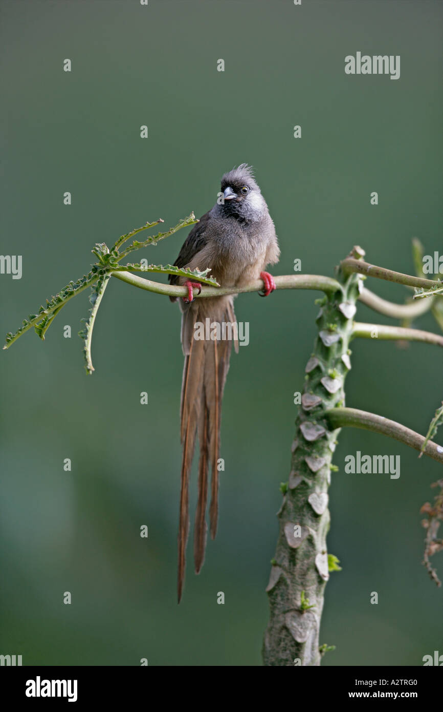 SPECKLED MOUSEBIRD Colius striatus Tanzania Stock Photo - Alamy