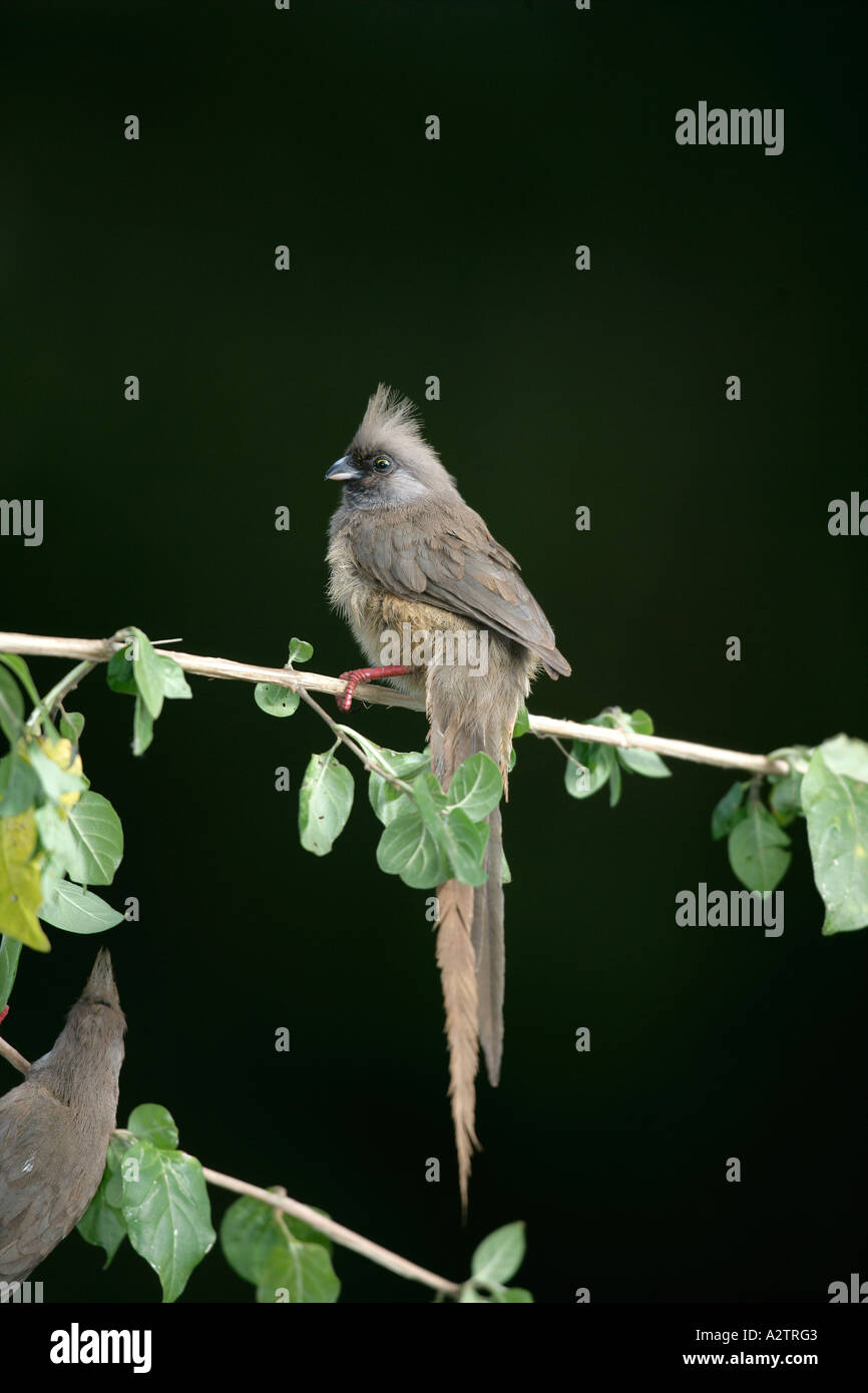 SPECKLED MOUSEBIRD Colius striatus Tanzania Stock Photo - Alamy
