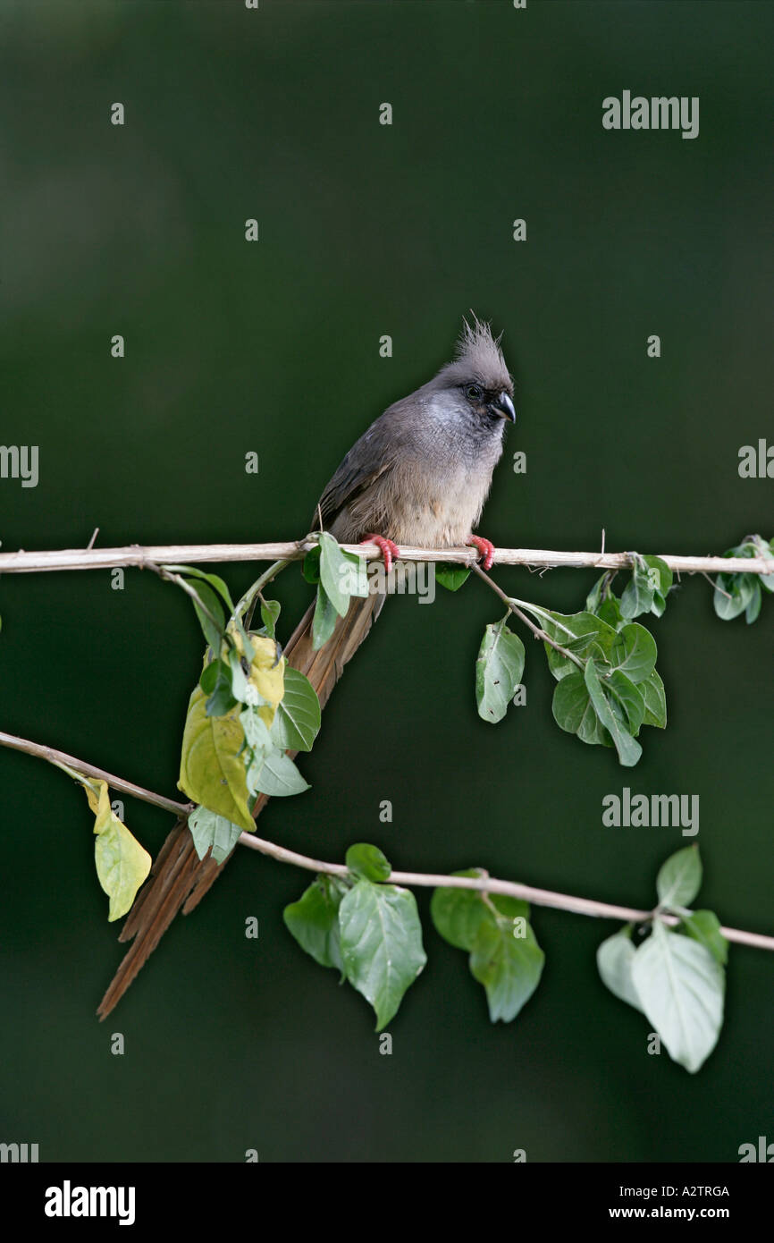 SPECKLED MOUSEBIRD Colius striatus Tanzania Stock Photo - Alamy