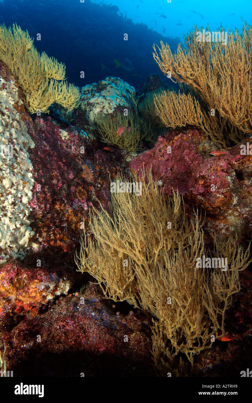 Wall covered with Black Coral around the Gordon Rocks Volcano Stock ...