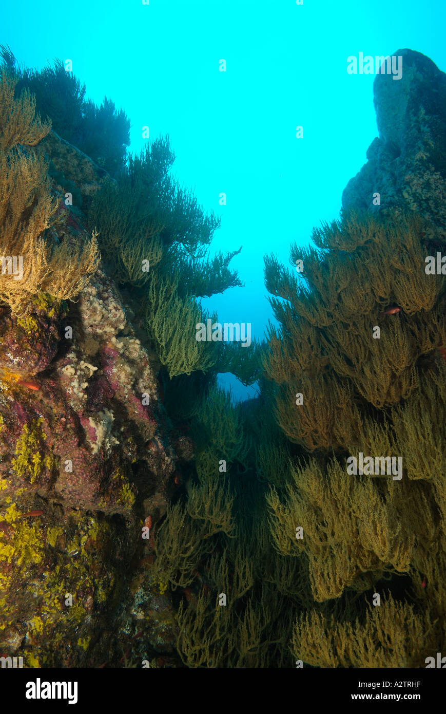 Gordon rocks volcano hi-res stock photography and images - Alamy