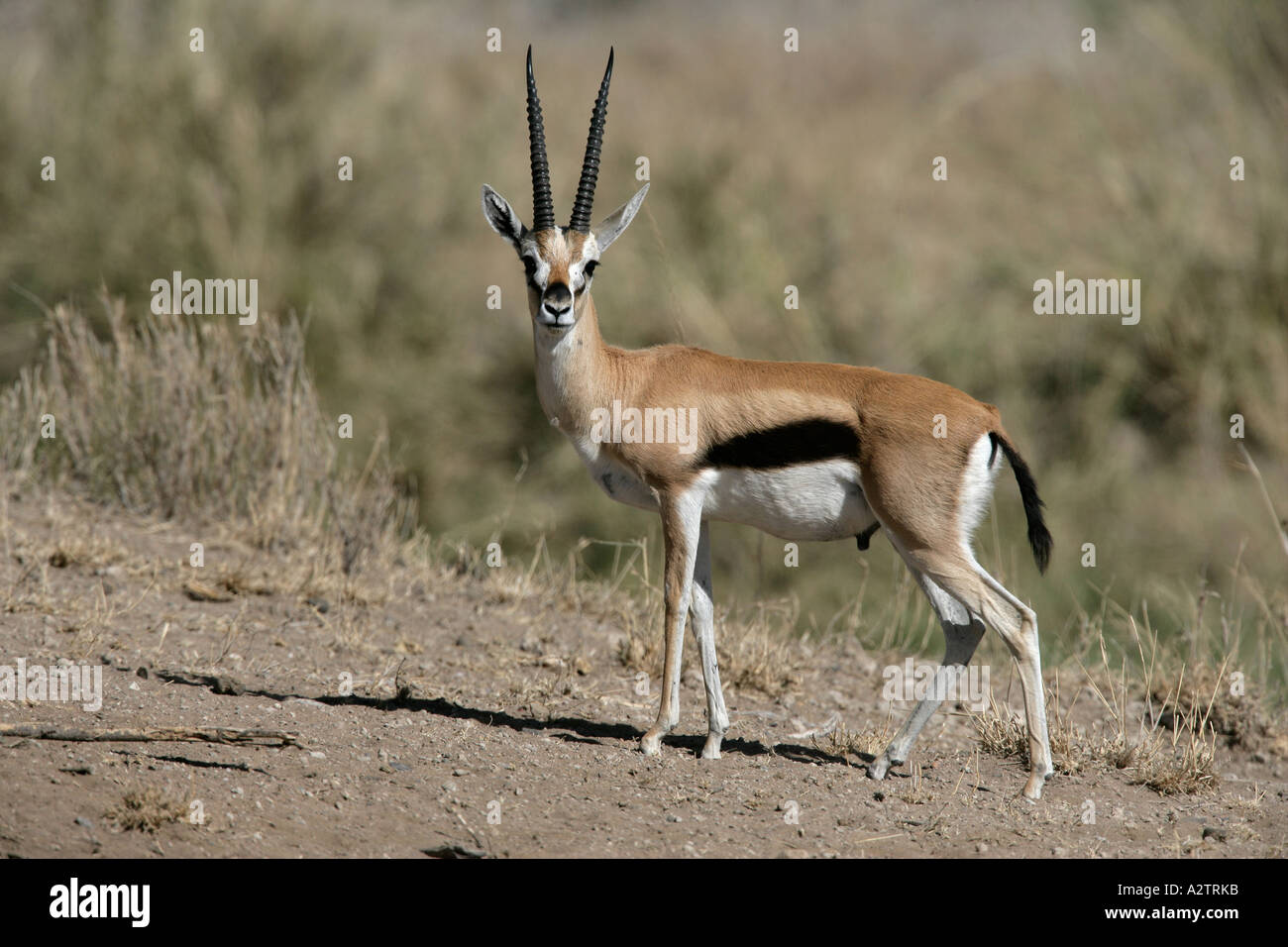 THOMSON S GAZELLE Gazella thomsonii Tanzania Stock Photo - Alamy