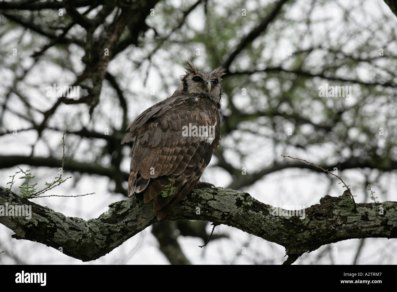 VERREAUX S EAGLE OWL Bubo lacteus Tanzania Stock Photo - Alamy