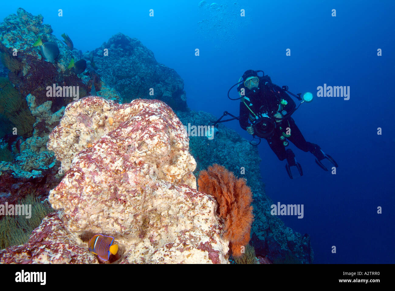 Diver swimming inside the Gordon Rocks Crater in Galapagos Stock Photo ...