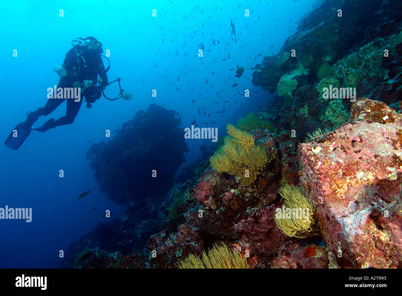 Diver swimming inside the Gordon Rocks Crater in Galapagos Stock Photo ...