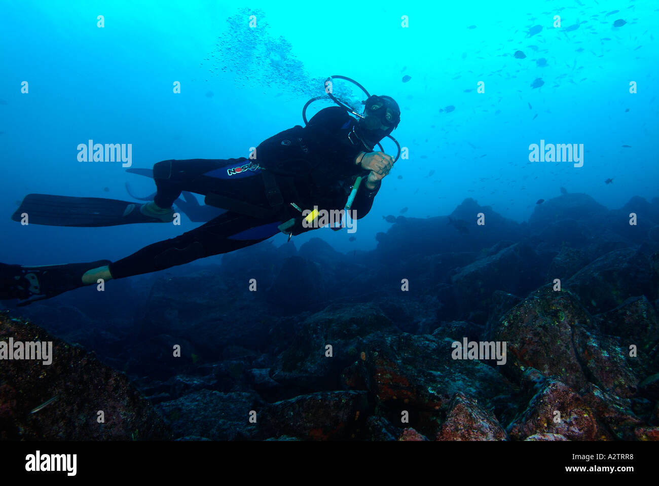 Diver swimming inside the Gordon Rocks Crater in Galapagos Stock Photo ...
