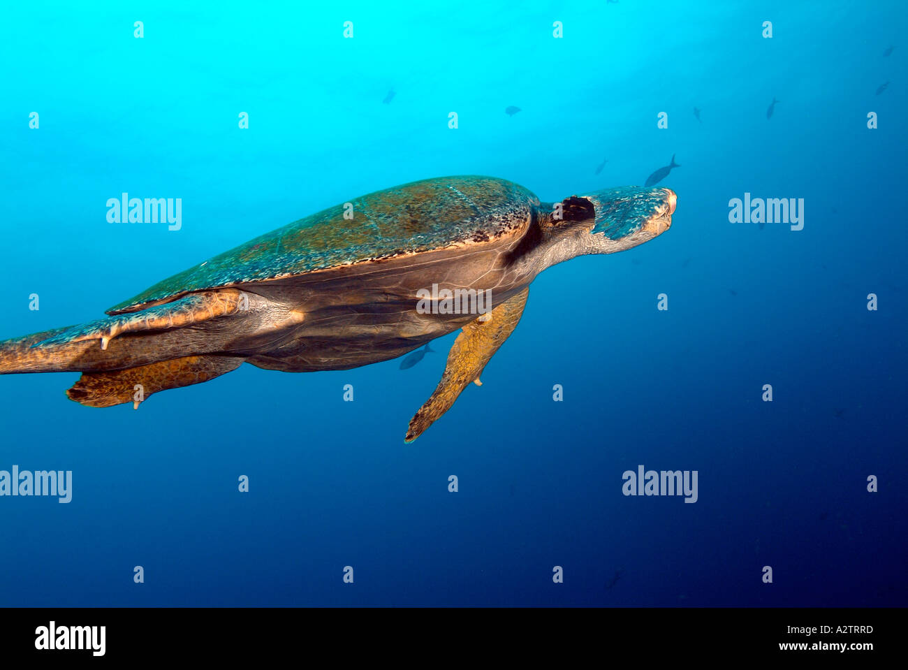 Eastern pacific green turtle hi-res stock photography and images - Alamy