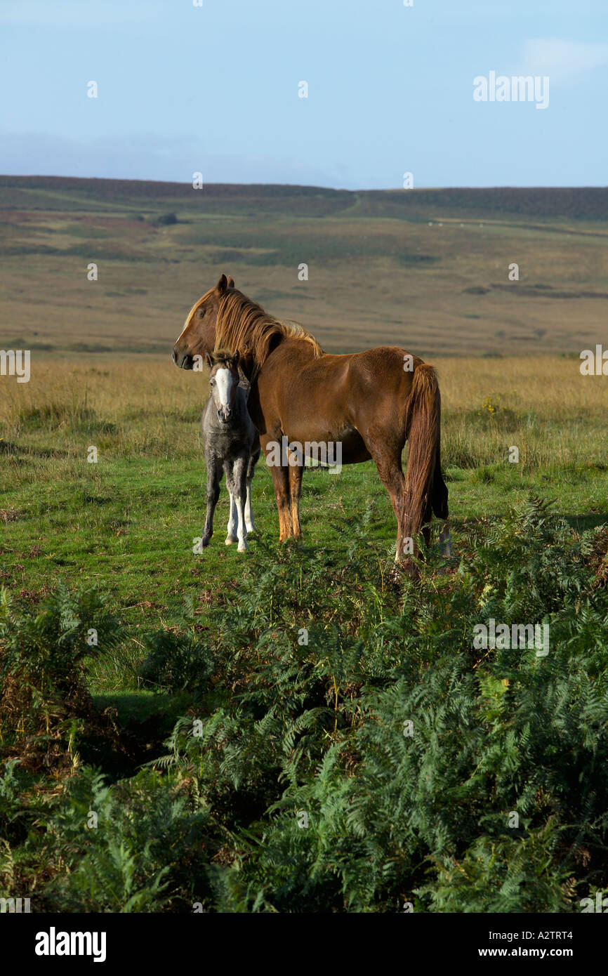 Horses Reynoldston Gower South Wales Stock Photo - Alamy
