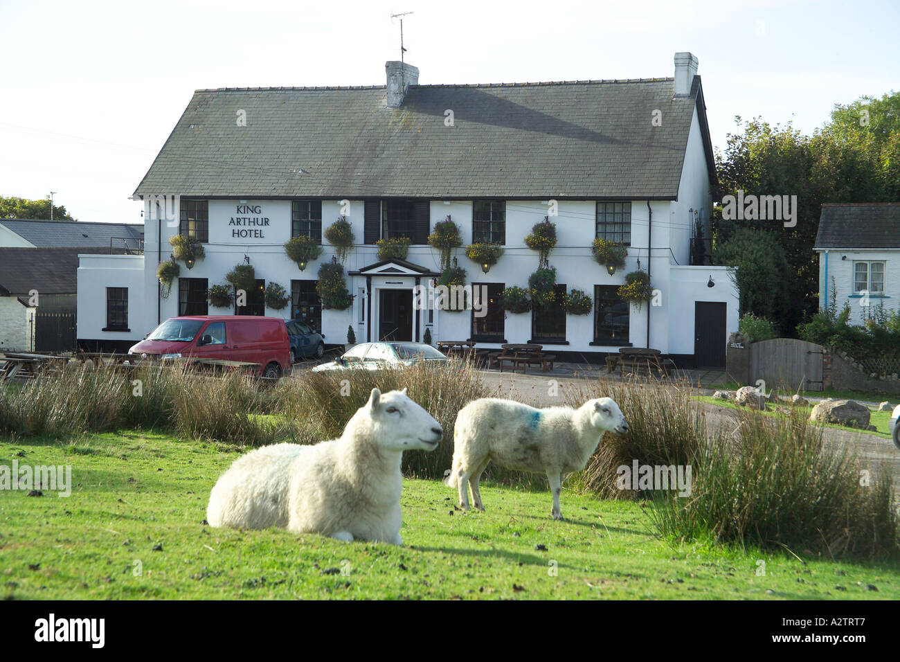 Sheep King Arthur Hotel Reynoldston Gower South Wales Stock Photo - Alamy