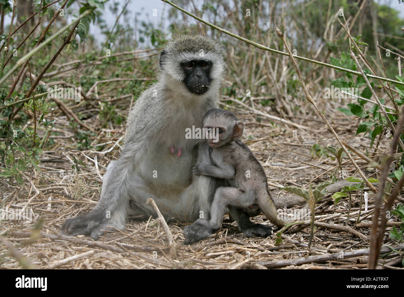 VERVET MONKEY or GREEN MONKEY Ceropithecus aethiops Tanzania Stock ...