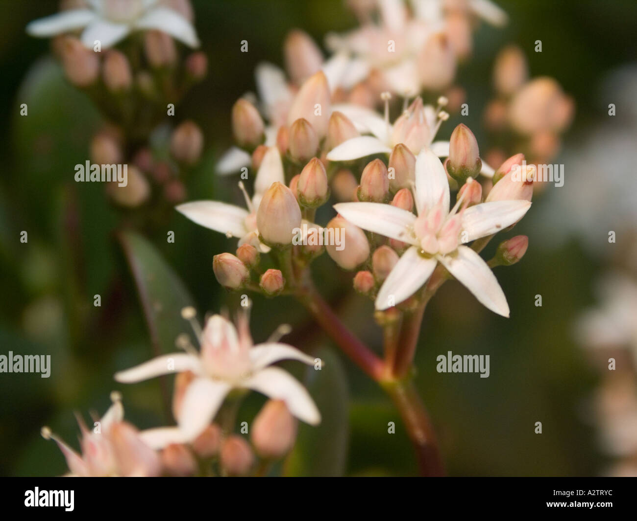 White sedum flowers hi-res stock photography and images - Alamy