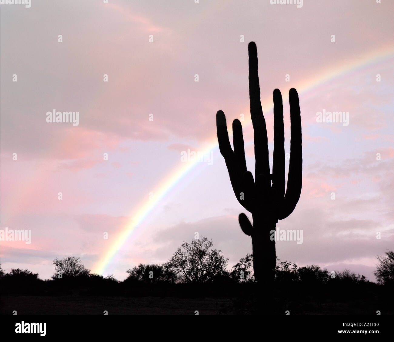 USA - ARIZONA: Giant Saguaro Cactus Stock Photo - Alamy