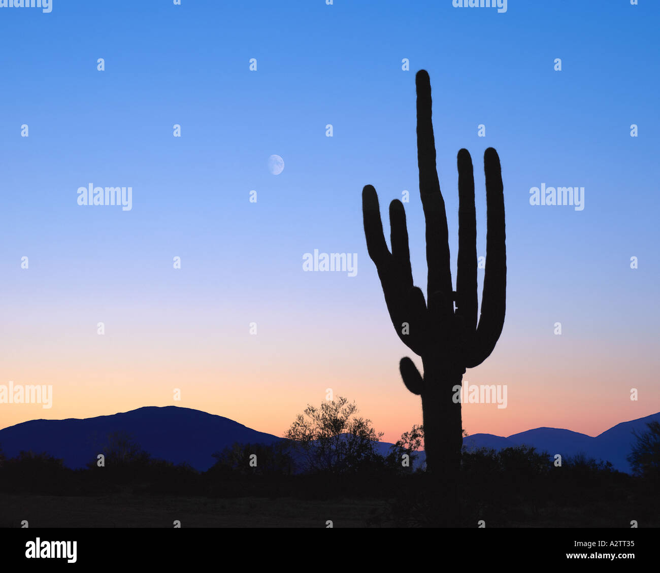 USA - ARIZONA: Giant Saguaro Cactus Stock Photo - Alamy
