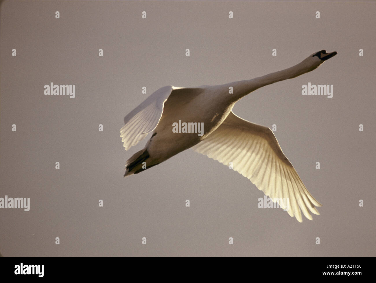 swan in flight Stock Photo - Alamy