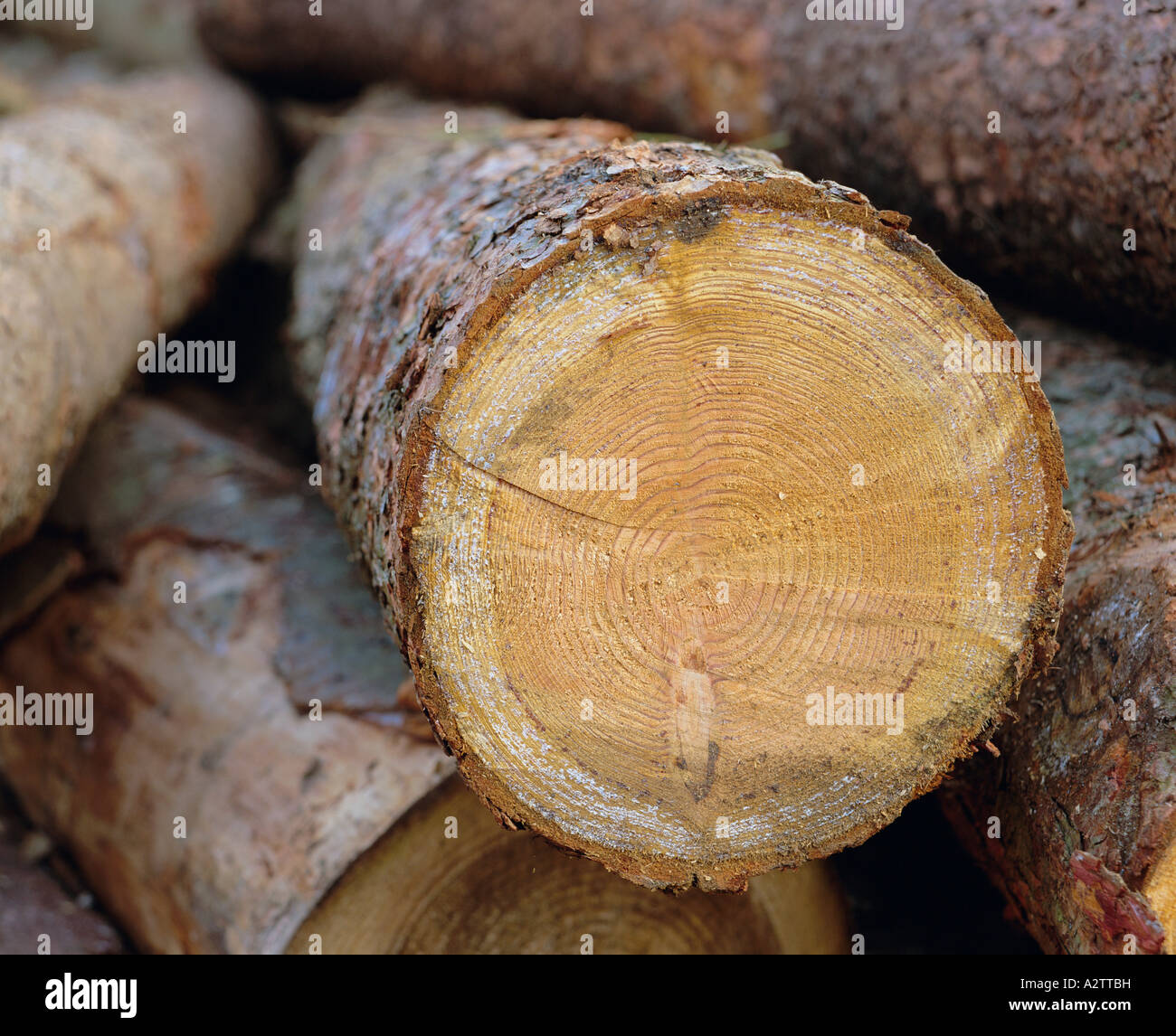 A cut log showing growth rings Stock Photo - Alamy