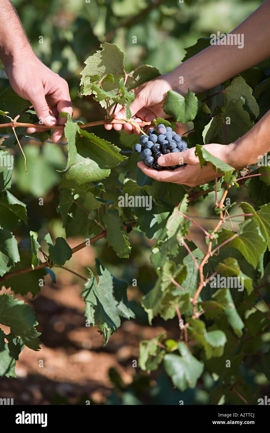 People holding grapes Stock Photo - Alamy