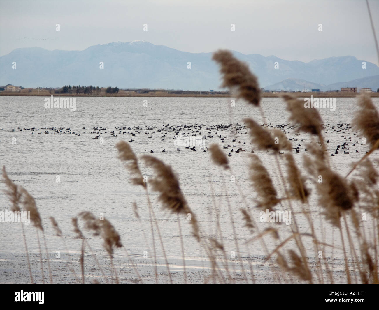 Cane on a wind hi-res stock photography and images - Alamy