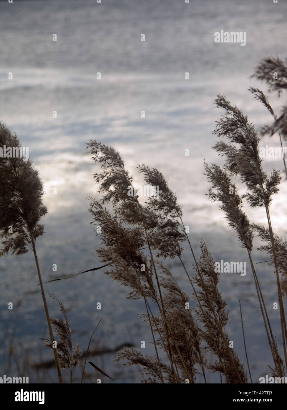 canes and wind on a lake Stock Photo - Alamy