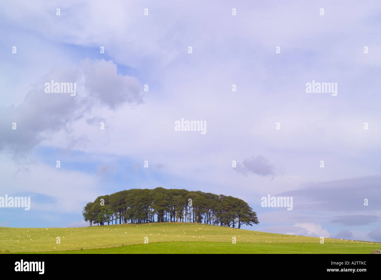 Line of trees on horizon hi-res stock photography and images - Alamy