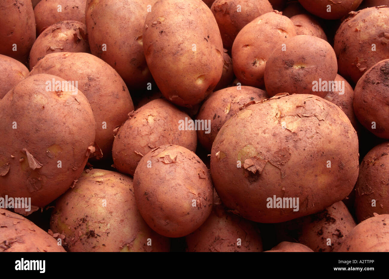 Tuber solanum tuberosum hi-res stock photography and images - Alamy