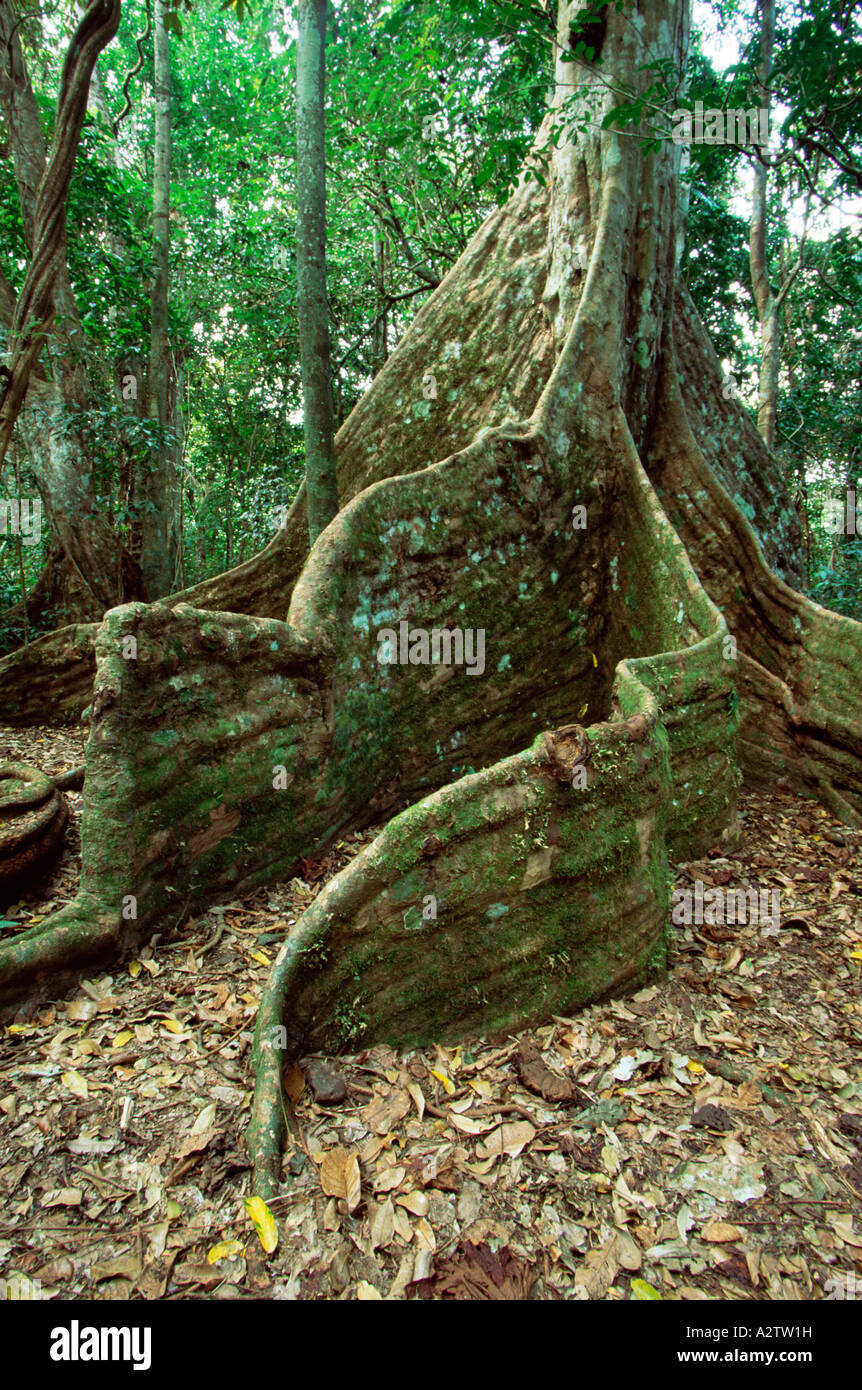 Buttress roots of a rainforest tree, Vatthe Conservation Area Espiritu ...