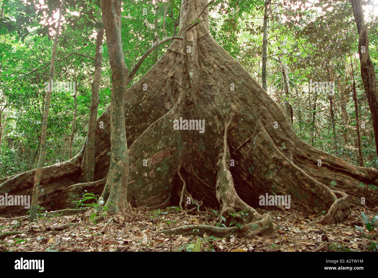 Buttress roots of a rainforest tree,Vatthe Conservation Area Espiritu ...