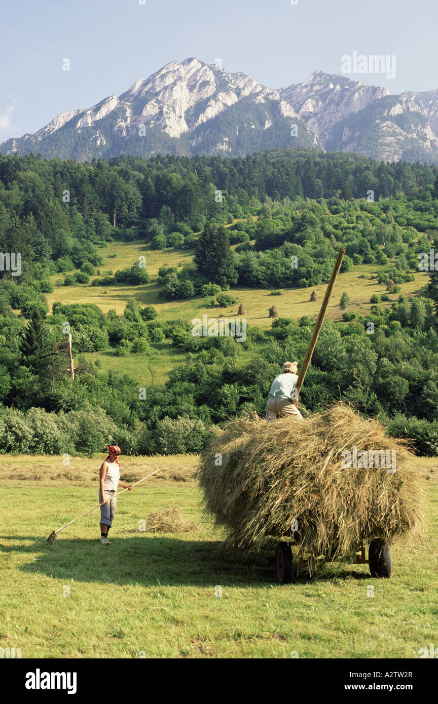 Romanian farmworkers gathering the summer hay with traditional tools ...