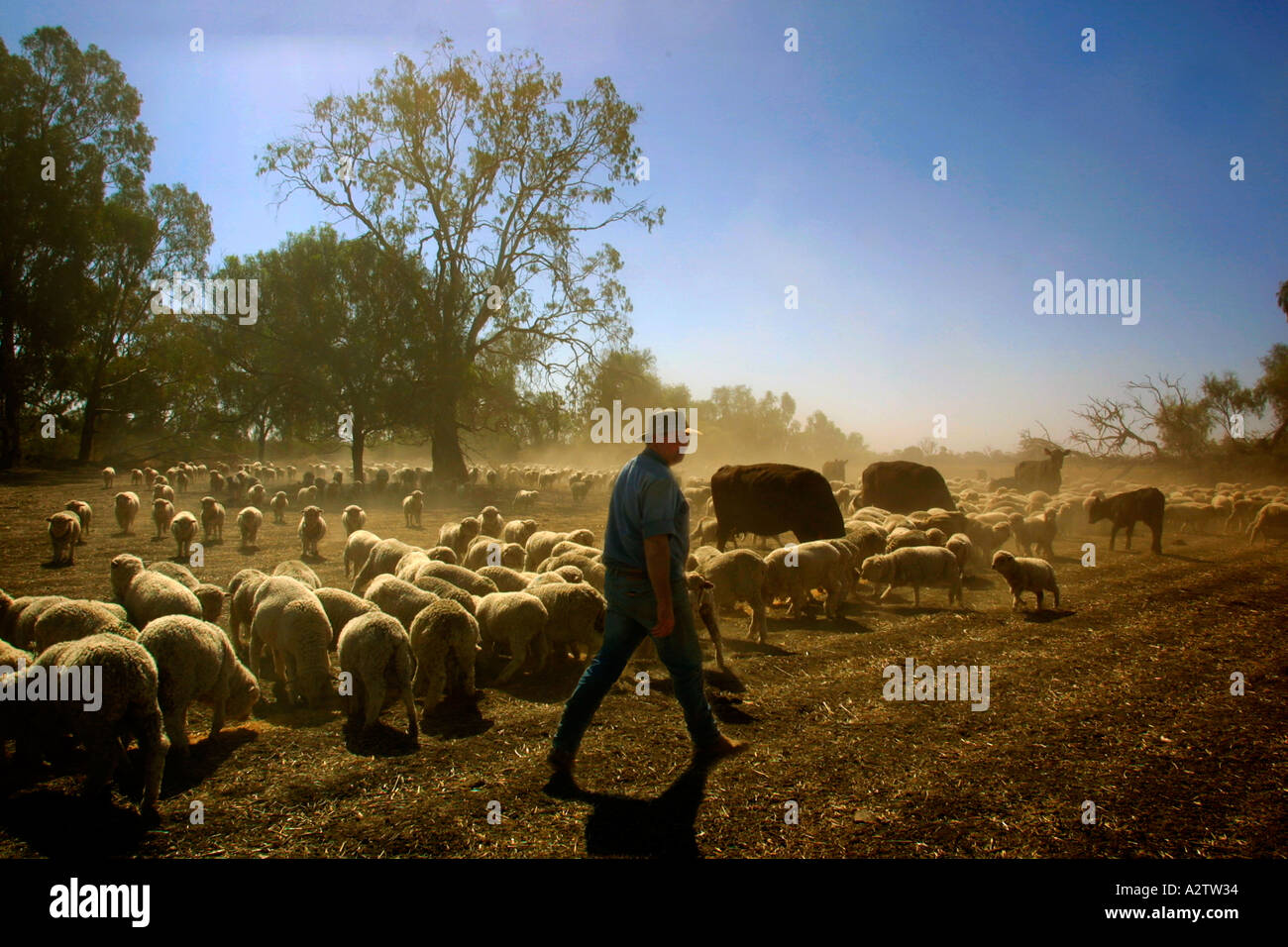 Australian cattle farmer hi-res stock photography and images - Alamy