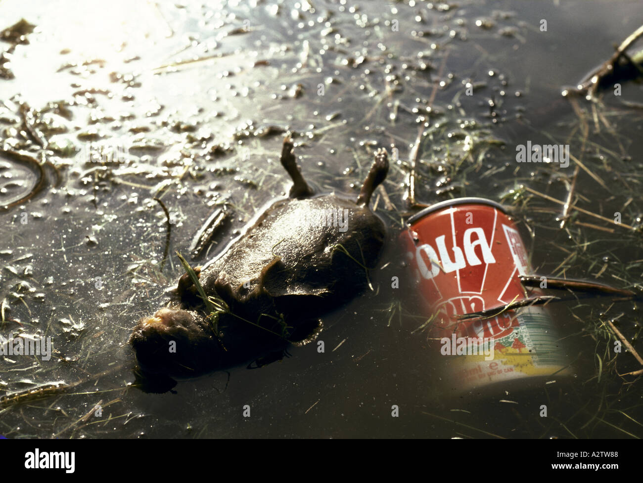 Norfolk broads pollution hi-res stock photography and images - Alamy