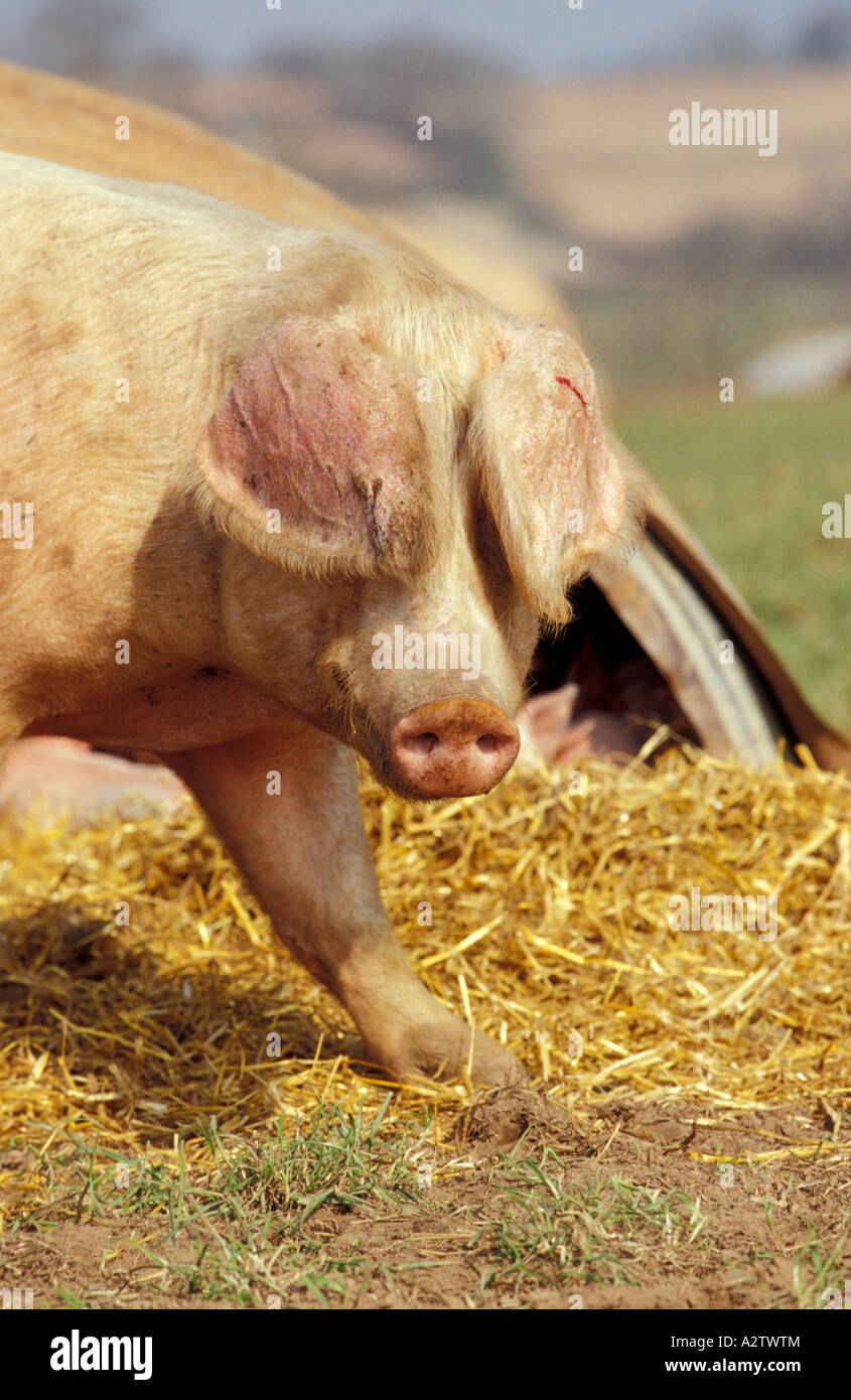 Scrofula High Resolution Stock Photography and Images - Alamy