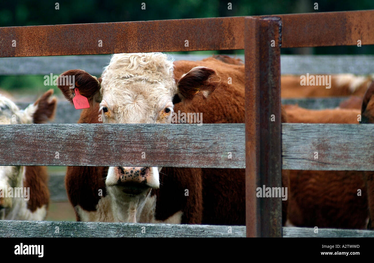 beef cow, photo by Bruce Miller Stock Photo - Alamy