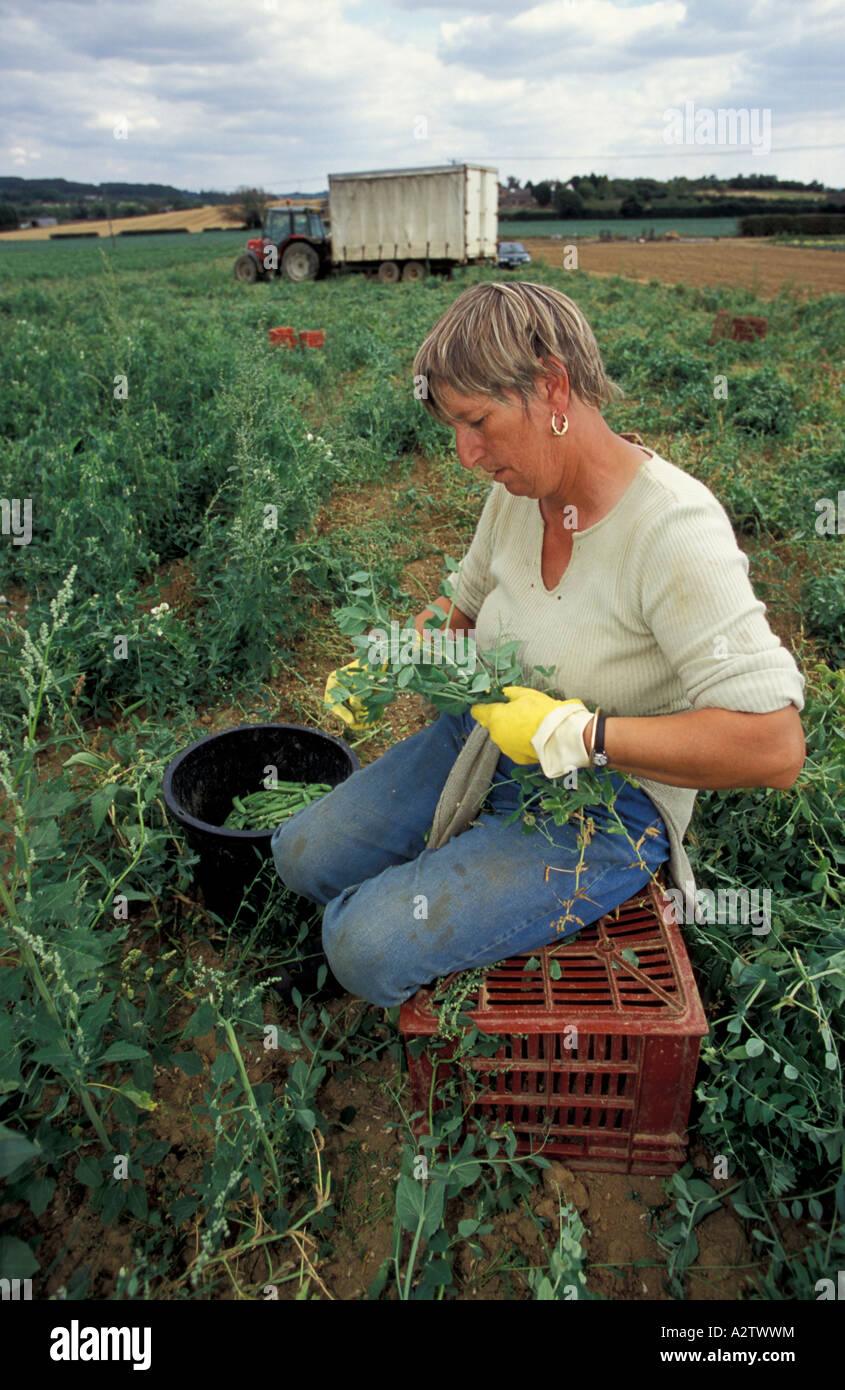 English Worker High Resolution Stock Photography and Images - Alamy