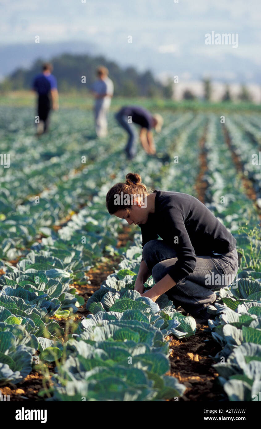 Migrant workers harvesting cabbages in the Cotswolds, Worcestershire ...