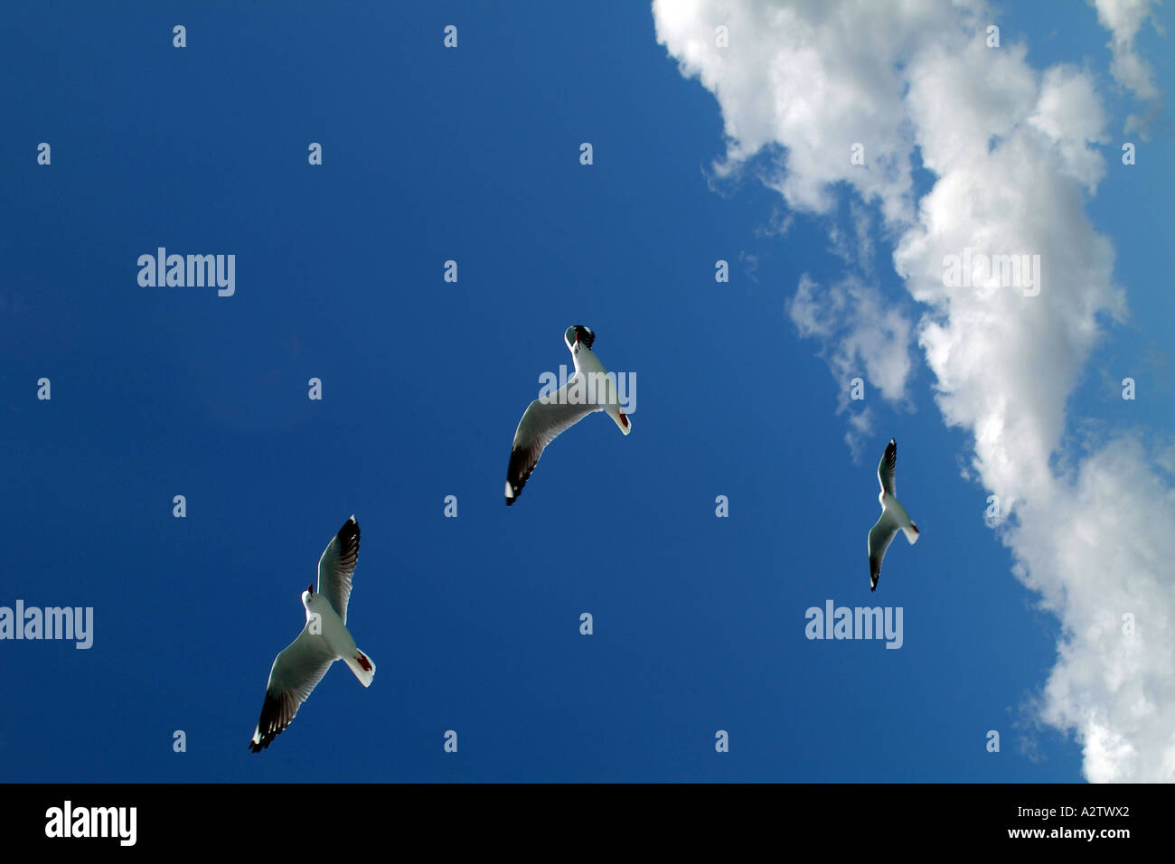 A photo of three seagulls flying . photo by Bruce Miller Stock Photo ...