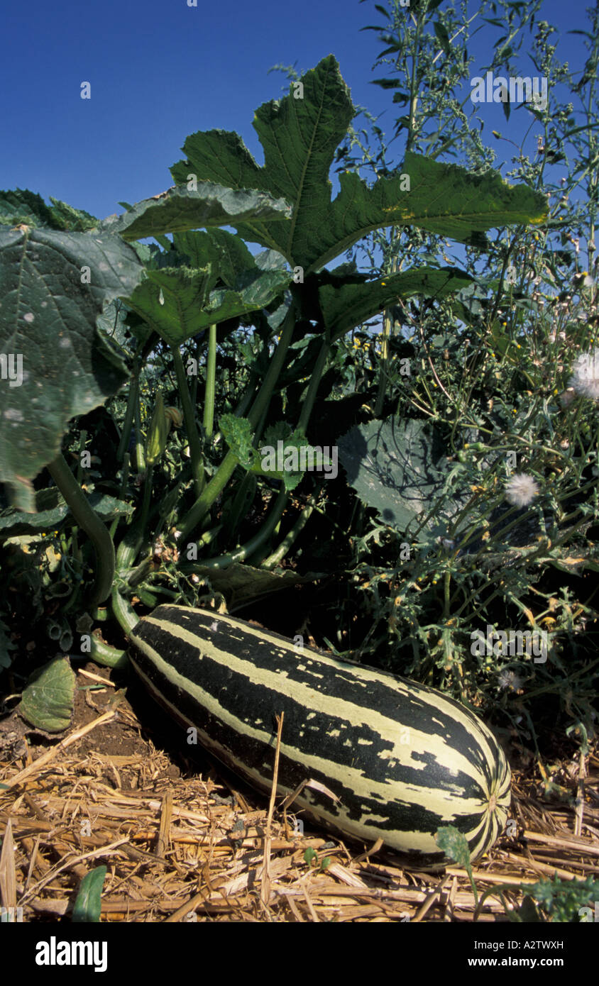 Marrow plant with large marrow {Cucurbita pepo} Gloucestershire, UK ...