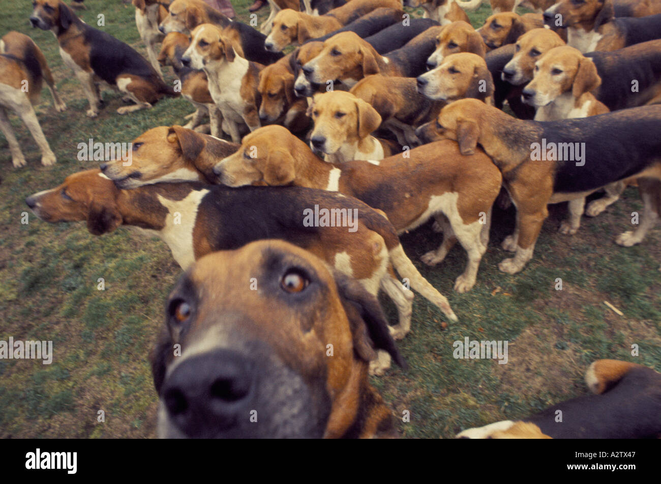 a pack of fox hunting hounds at the belvoir castle hunt lincolnshire ...