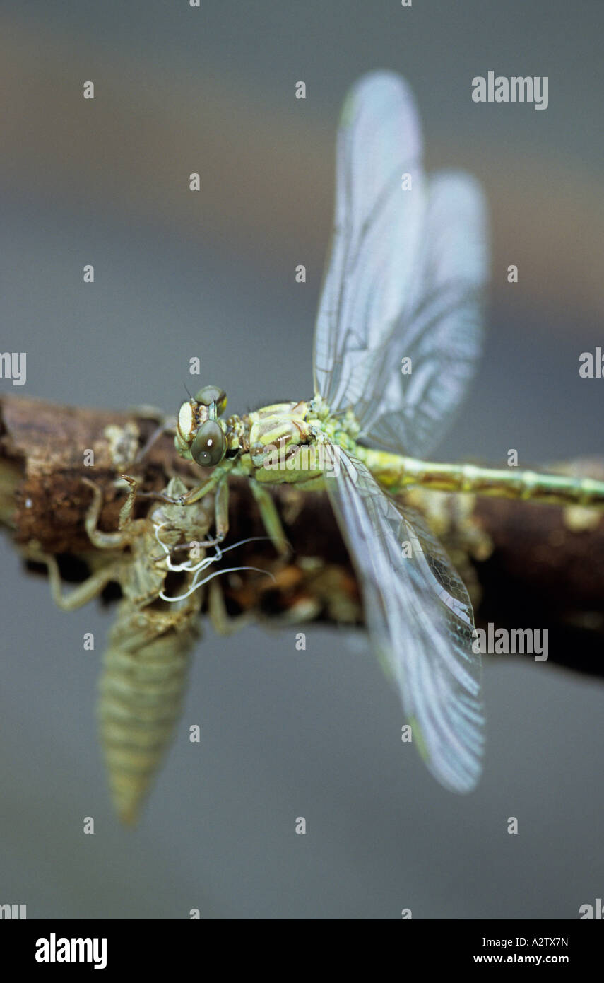 Clubtail dragonfly emerging Gomphus flavipes Stock Photo - Alamy