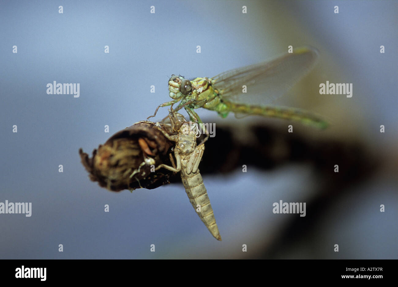 Clubtail dragonfly emerging Gomphus flavipes Stock Photo - Alamy