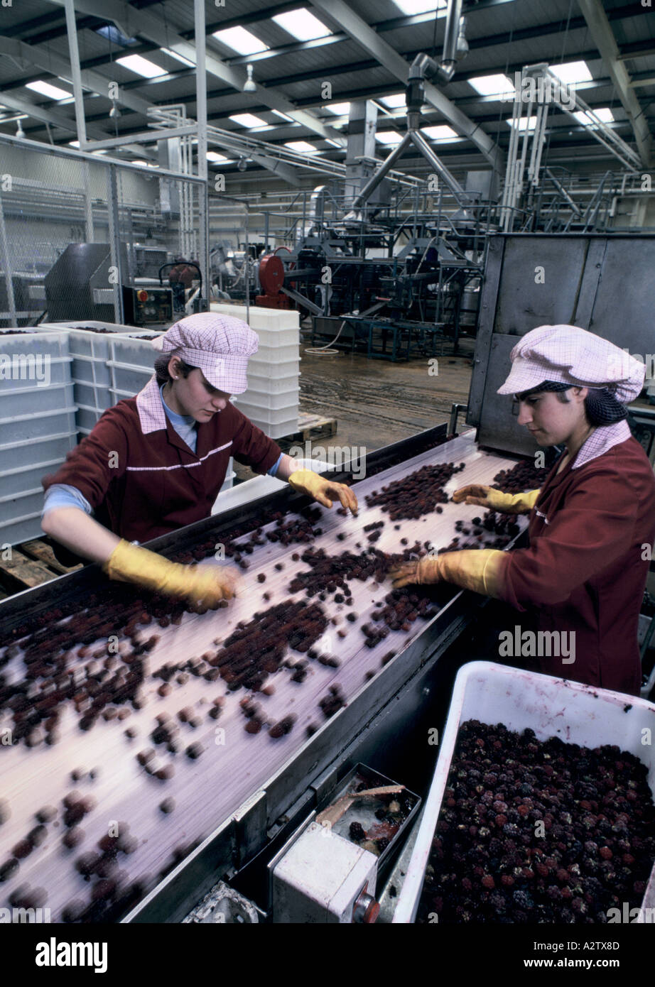 woman at conveyor belt in chivers jam factory Stock Photo - Alamy