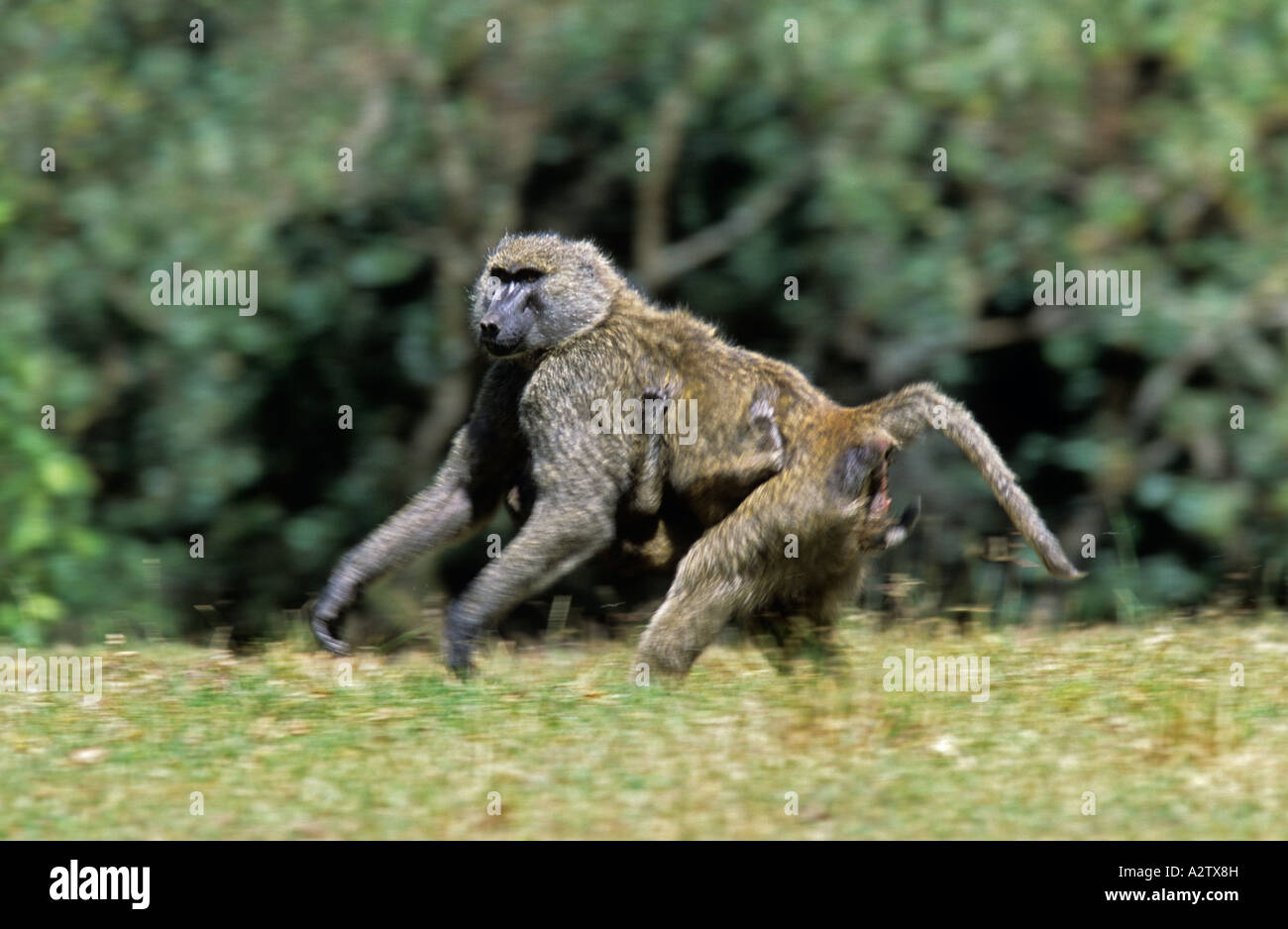 Olive Baboon Papio anubis female running with baby hanging on ...