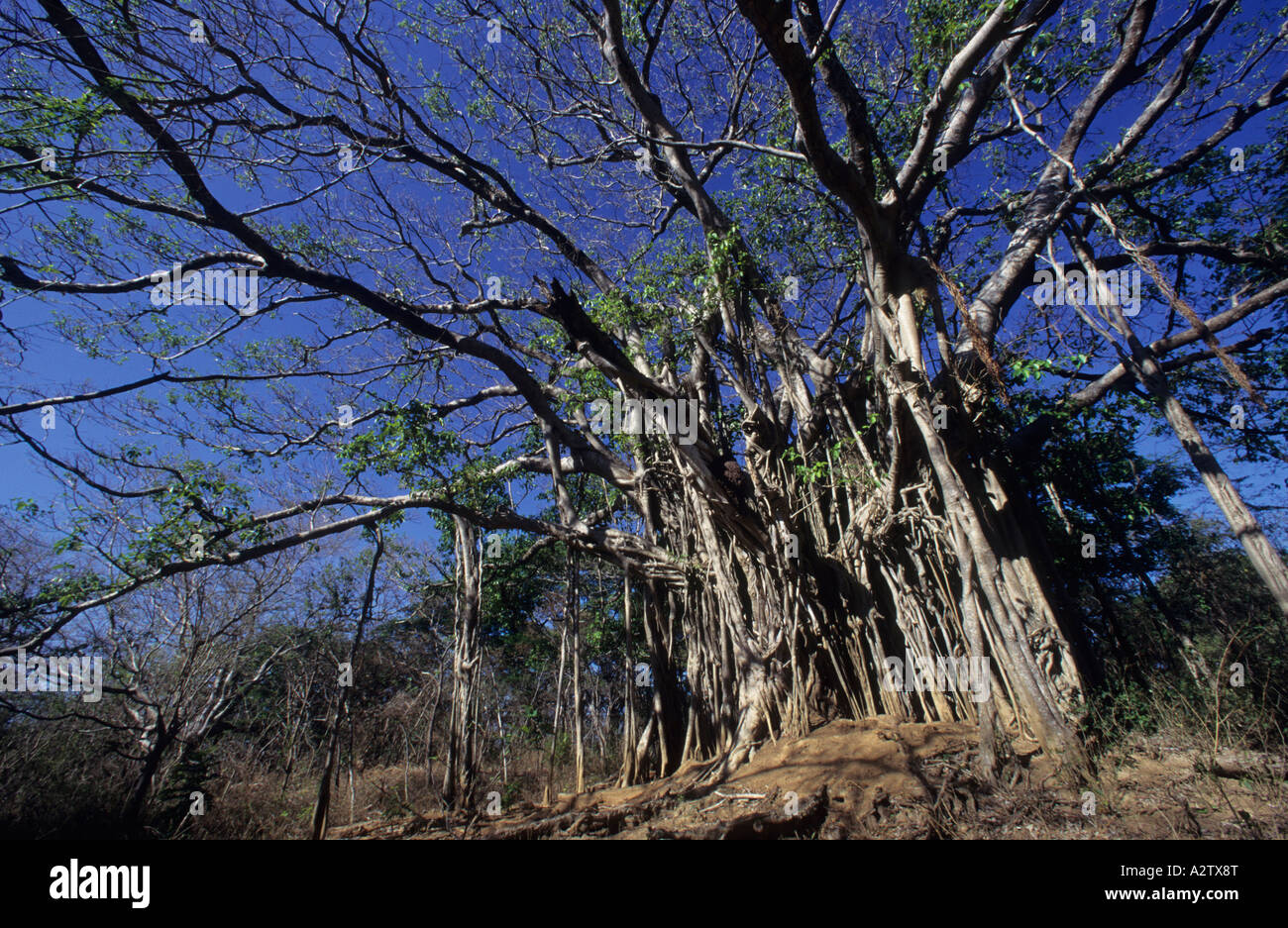 Strangler Fig Ficus ovalis in tropical dry forest Stock Photo - Alamy