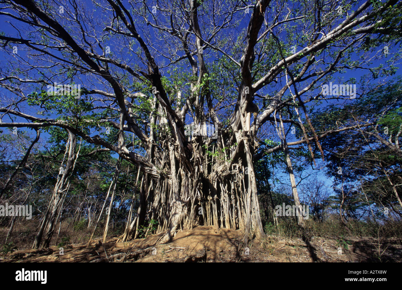 Strangler Fig Ficus ovalis in tropical dry forest Stock Photo - Alamy