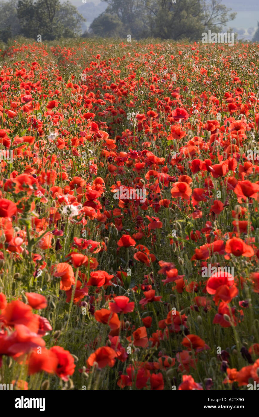 Common Poppies Papaver rhoeas Stock Photo - Alamy
