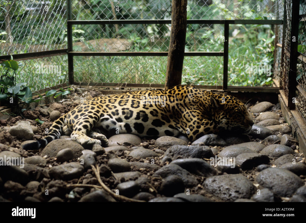 Jaguar in a private zoo Guanacaste Costa Rica Stock Photo - Alamy