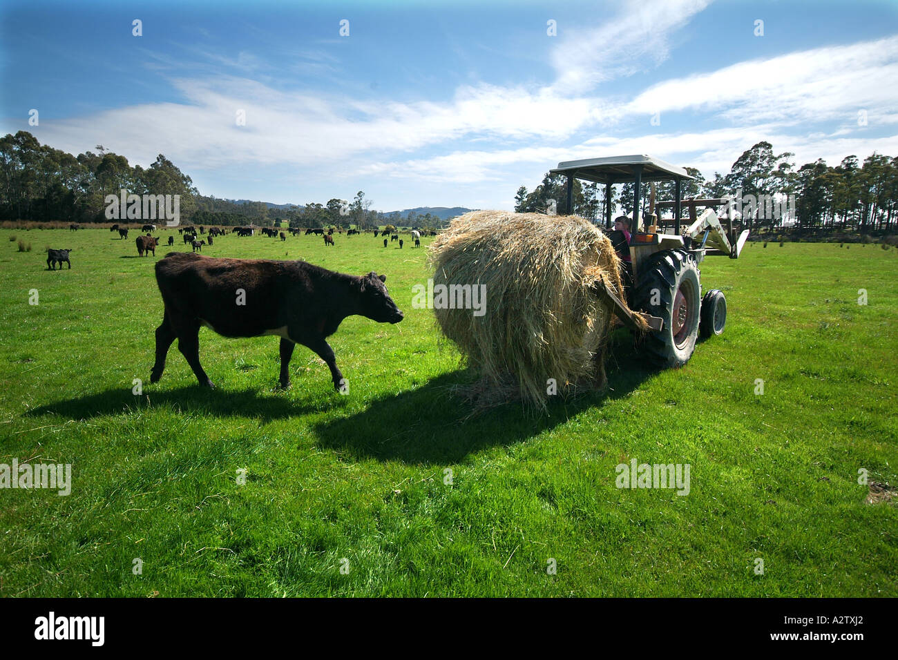 dairy cow and bale of hay, photo by Bruce Miller Stock Photo - Alamy